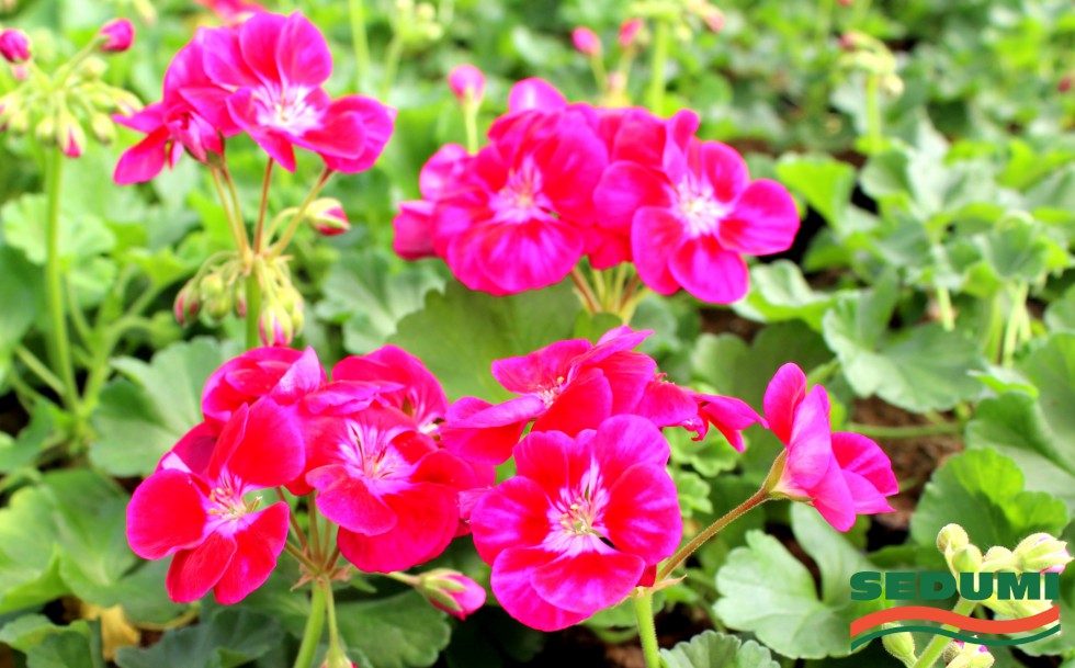 Vasaras puķes | Meža un dārza tehnika, dārza preces - Sedumi.lv
