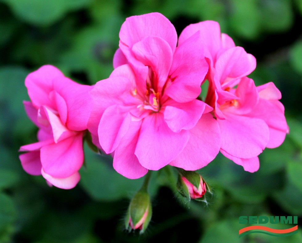 Vasaras puķes | Meža un dārza tehnika, dārza preces - Sedumi.lv